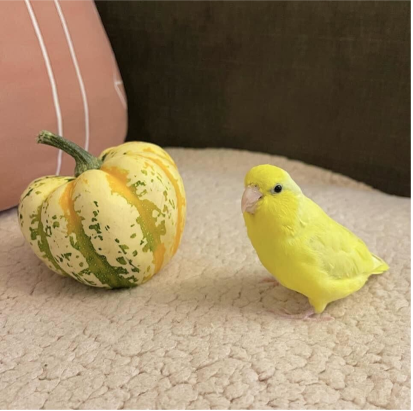 Interview with Dan Thomas, ATC Project Manager of the Year - Dialogue